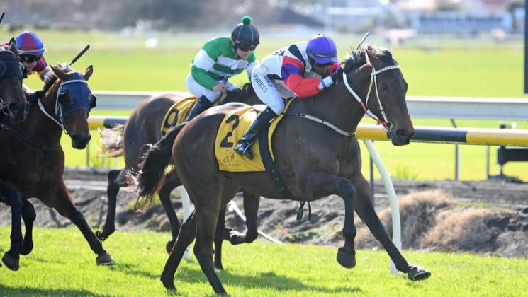Crow isn’t complainin about promising gelding - LOVERACING.NZ