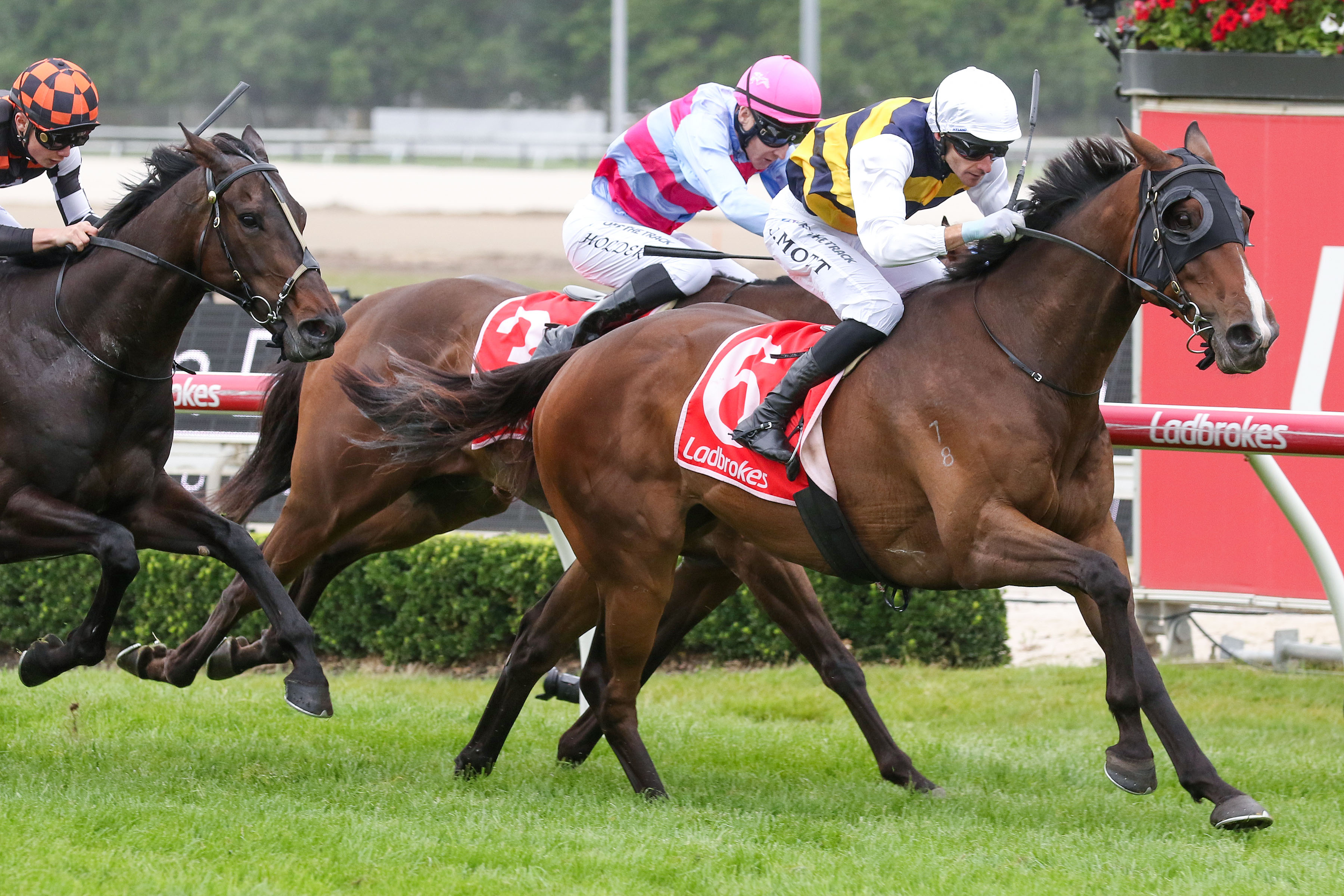 Regal Lion lands The Lester - LOVERACING.NZ